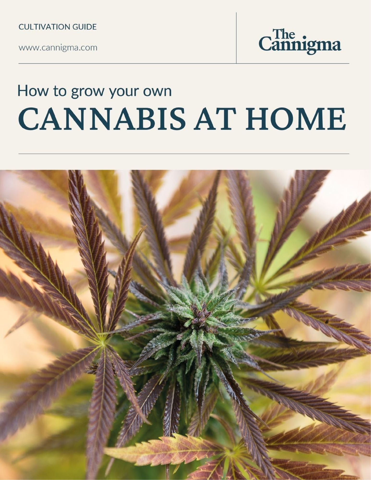 Cannigma – The Cannigma Marketplace